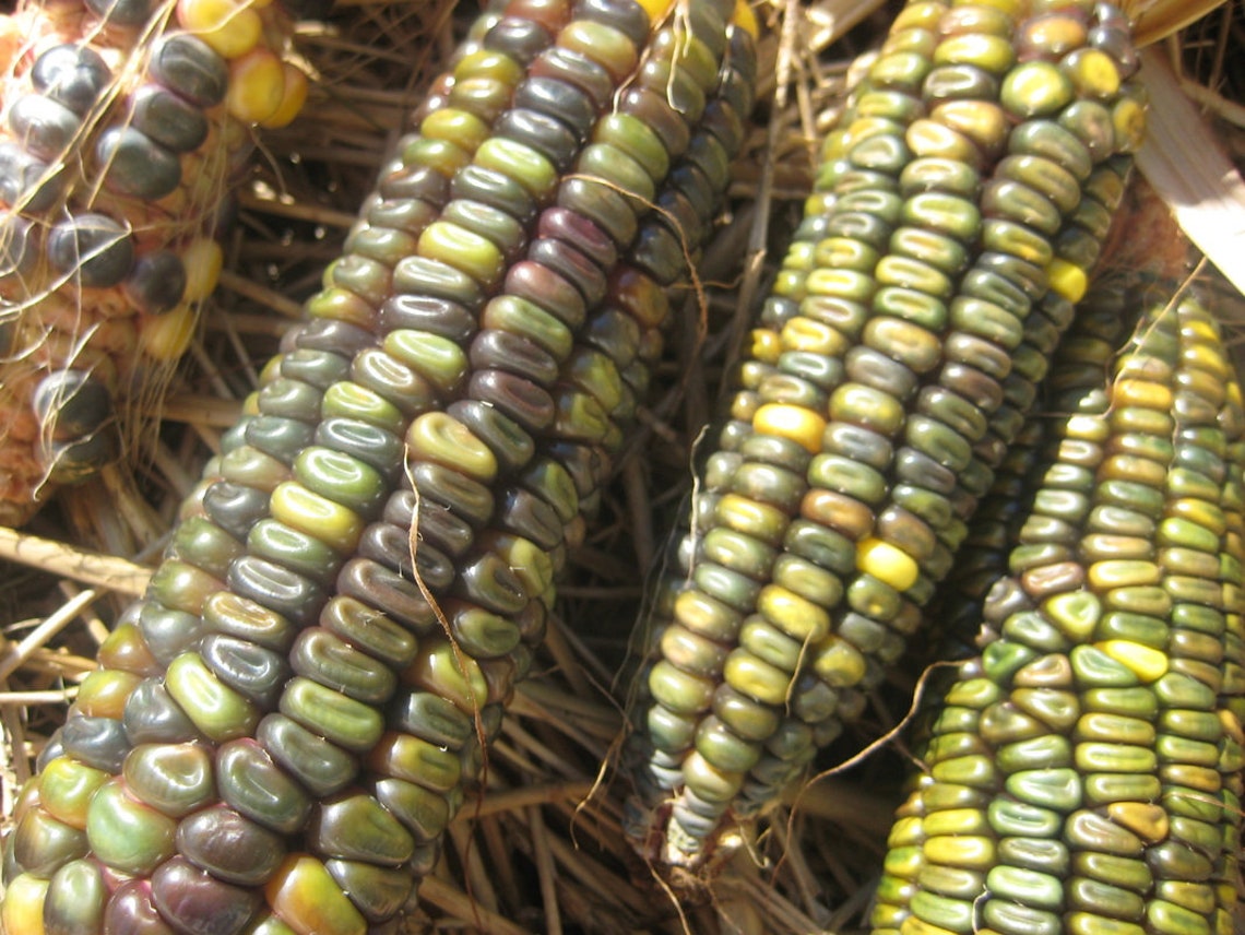 Oaxacan Green corn : Oaxacan green dent green corn maize - Etsy Nederland