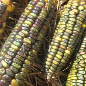 Oaxacan Green Corn : Oaxacan Green Dent, Green Corn, Maize Verde ...