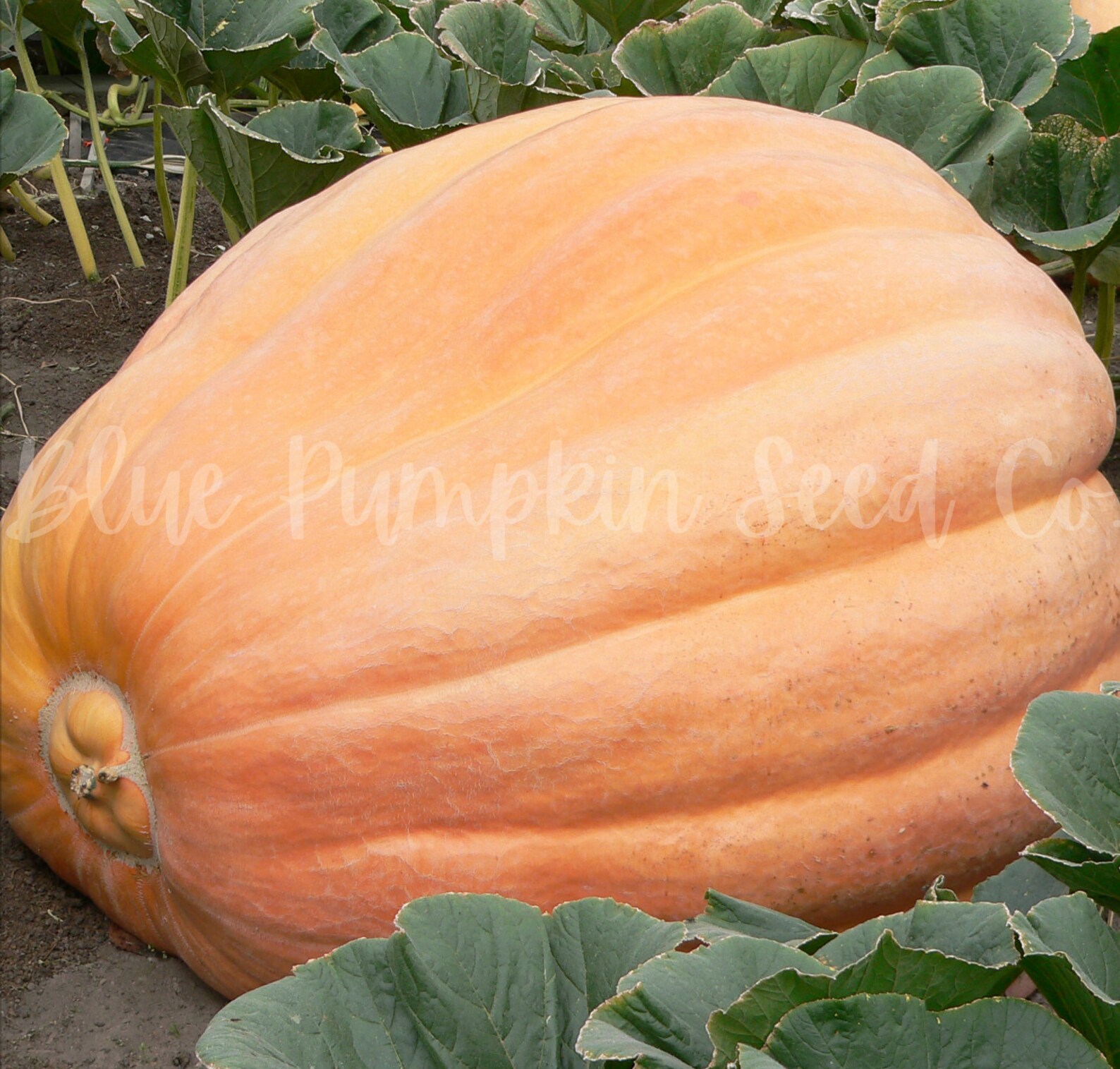 Dill's Atlantic Giant Pumpkin Seeds - Grow Giant Pumpkins - Break World ...