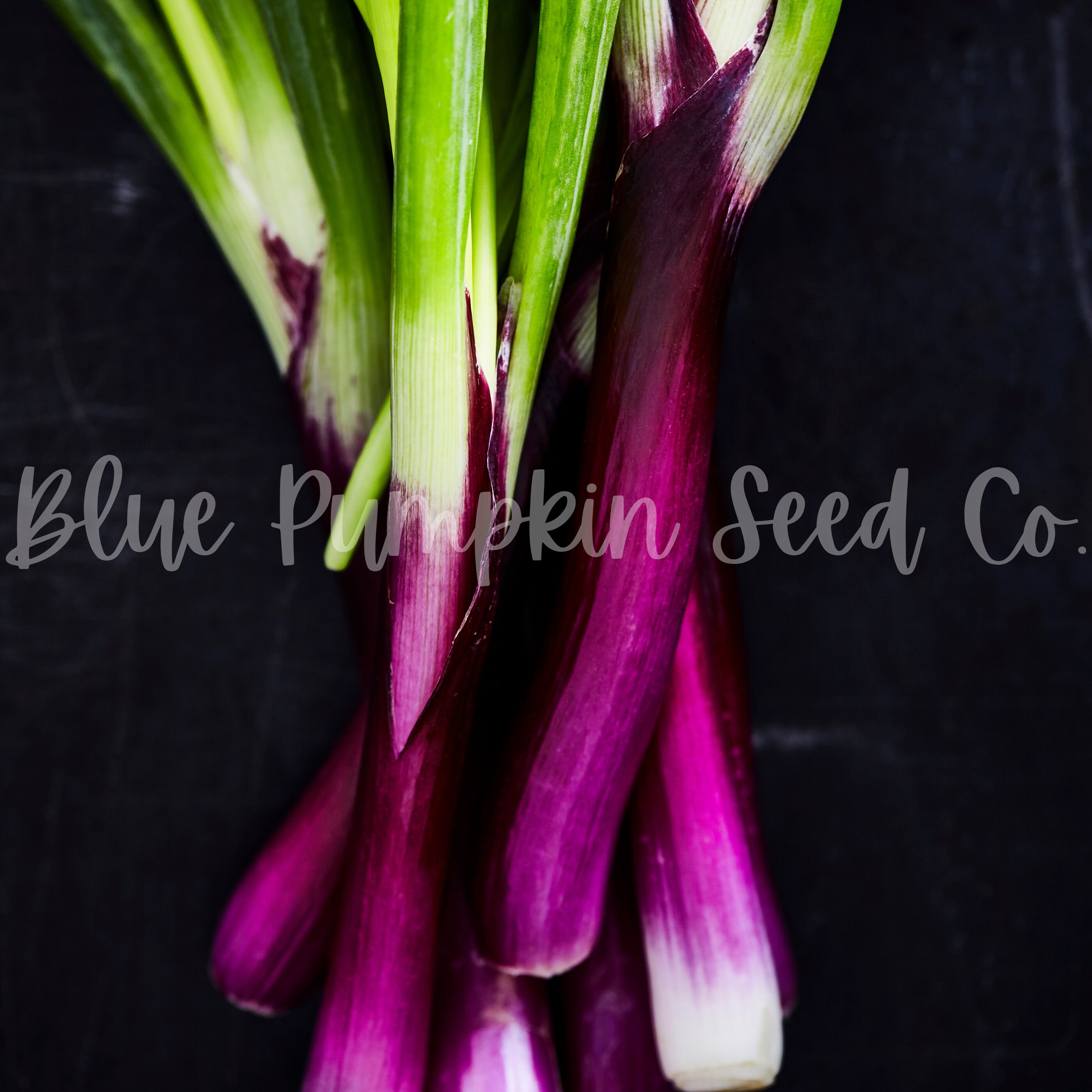 Red Beard Bunching Onion F1: Red Onion Red Scallion Hybrid - Etsy