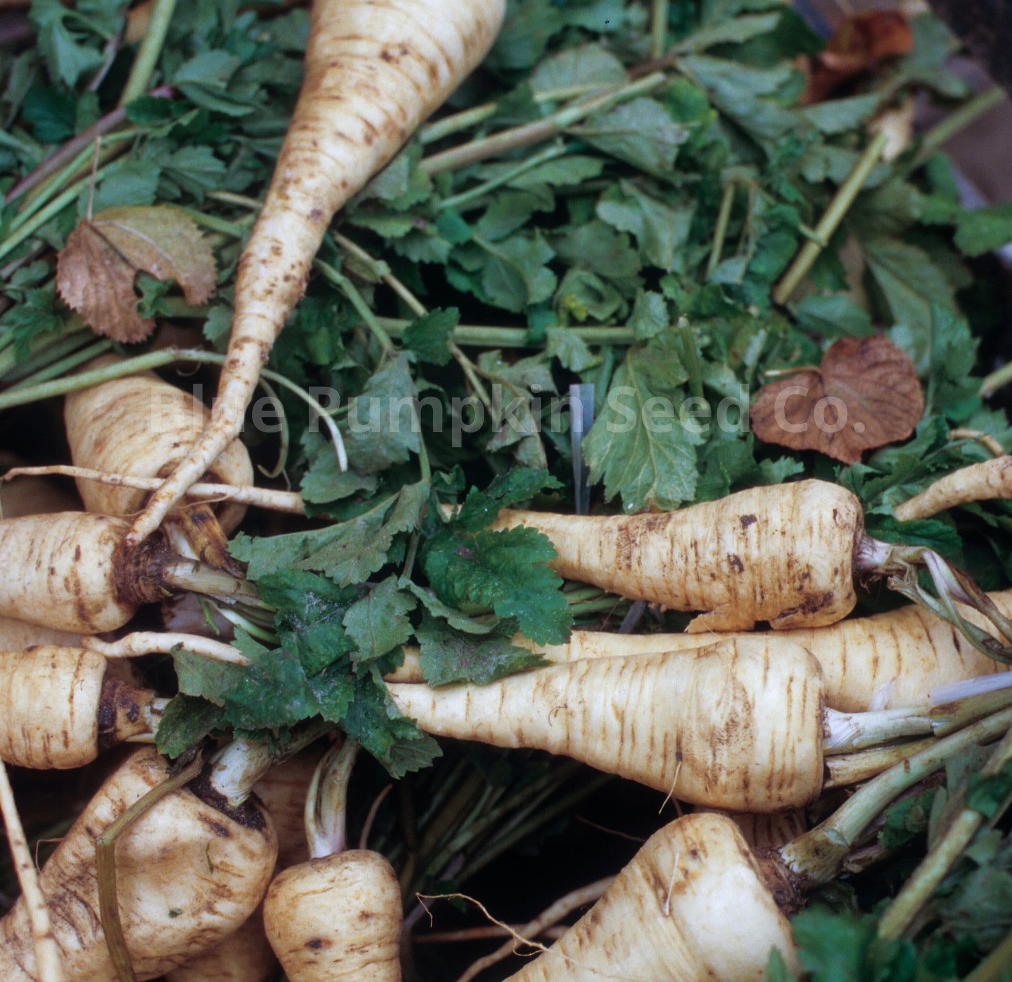Hollow Crown Parsnip Seeds: Crown Parsnip, Parsnip Seeds, Heirloom ...