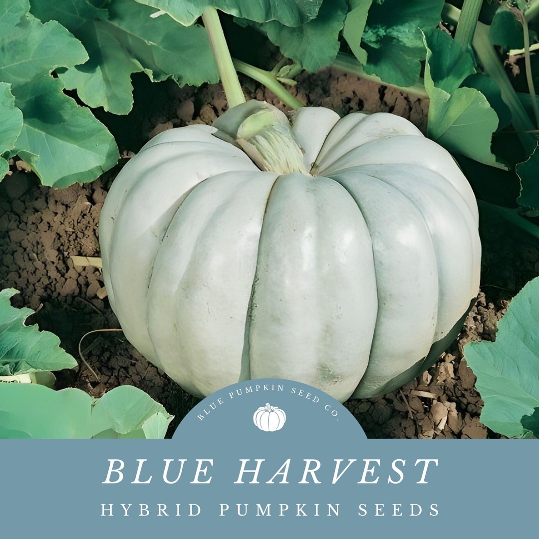 Blue Harvest F1 Pumpkin: A Unique and Stunning Addition to Your Garden ...