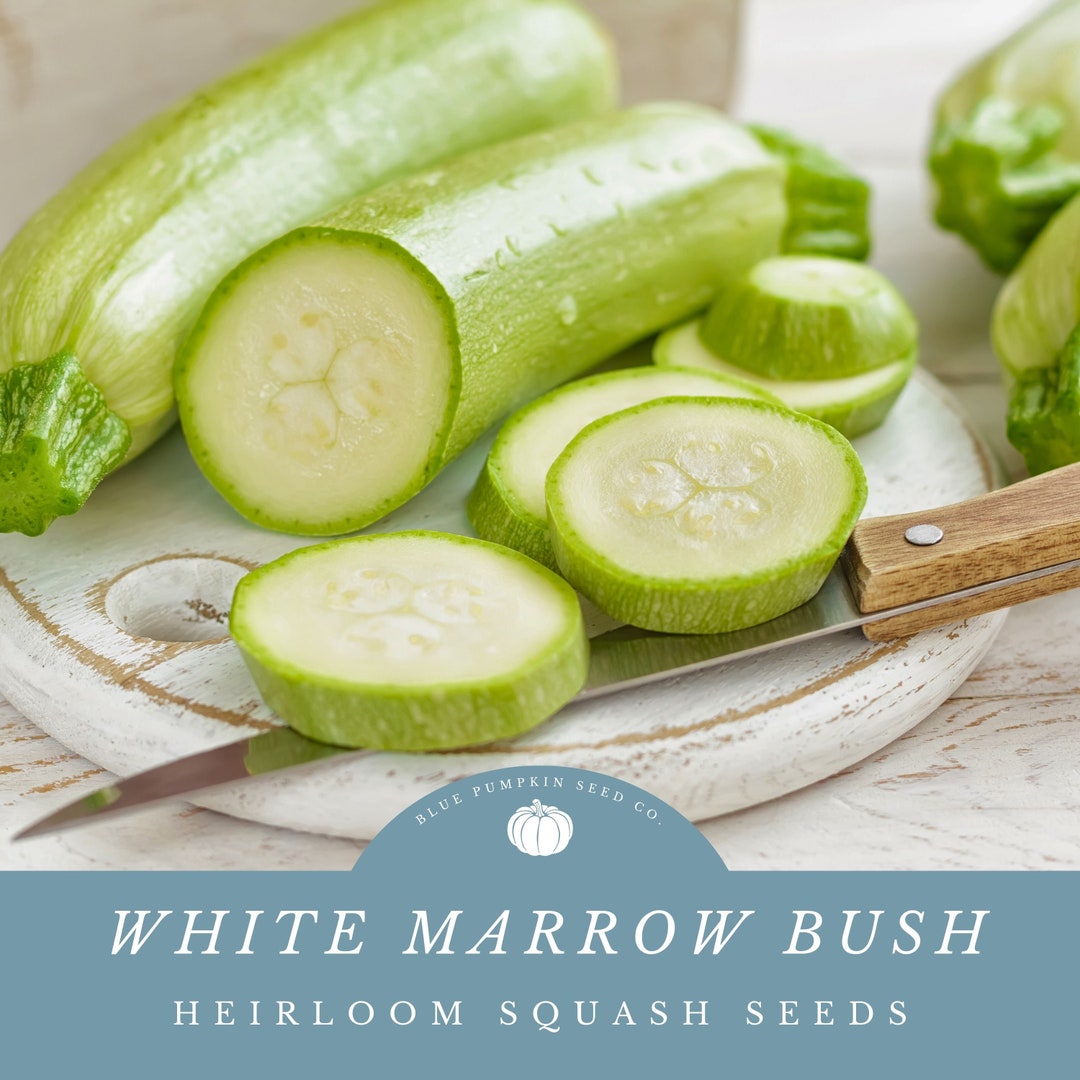 White Marrow Bush Summer Squash (c.pepo / OP) Seeds: Vegetable Marrow ...