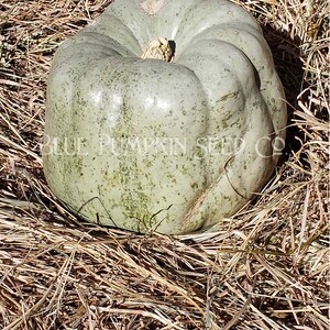 Blue Doll F1 Pumpkin Seeds: Grow Disease Resistant Stunning Blue ...