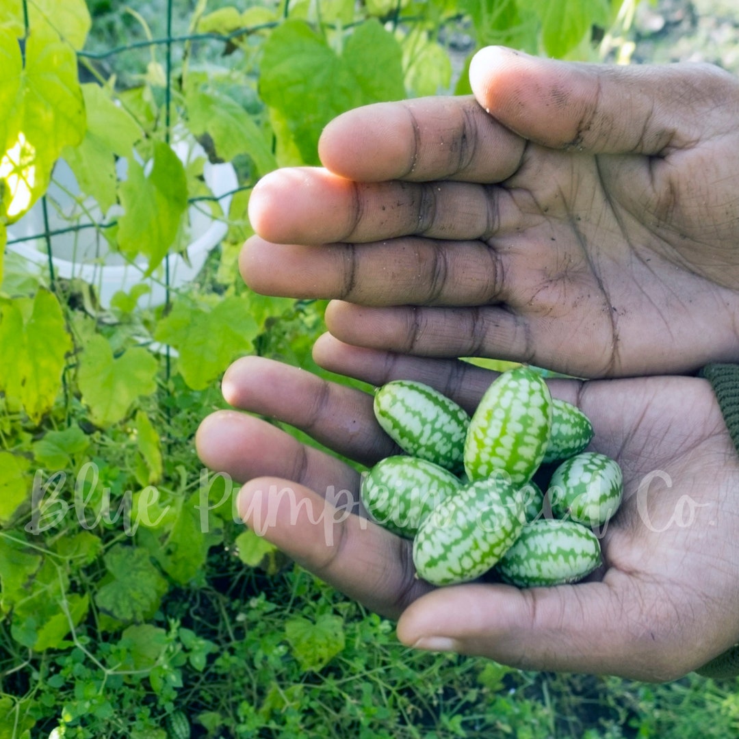 Mouse Melon Seeds: Melothria Scabra Cucamelon Mexican Sour - Etsy