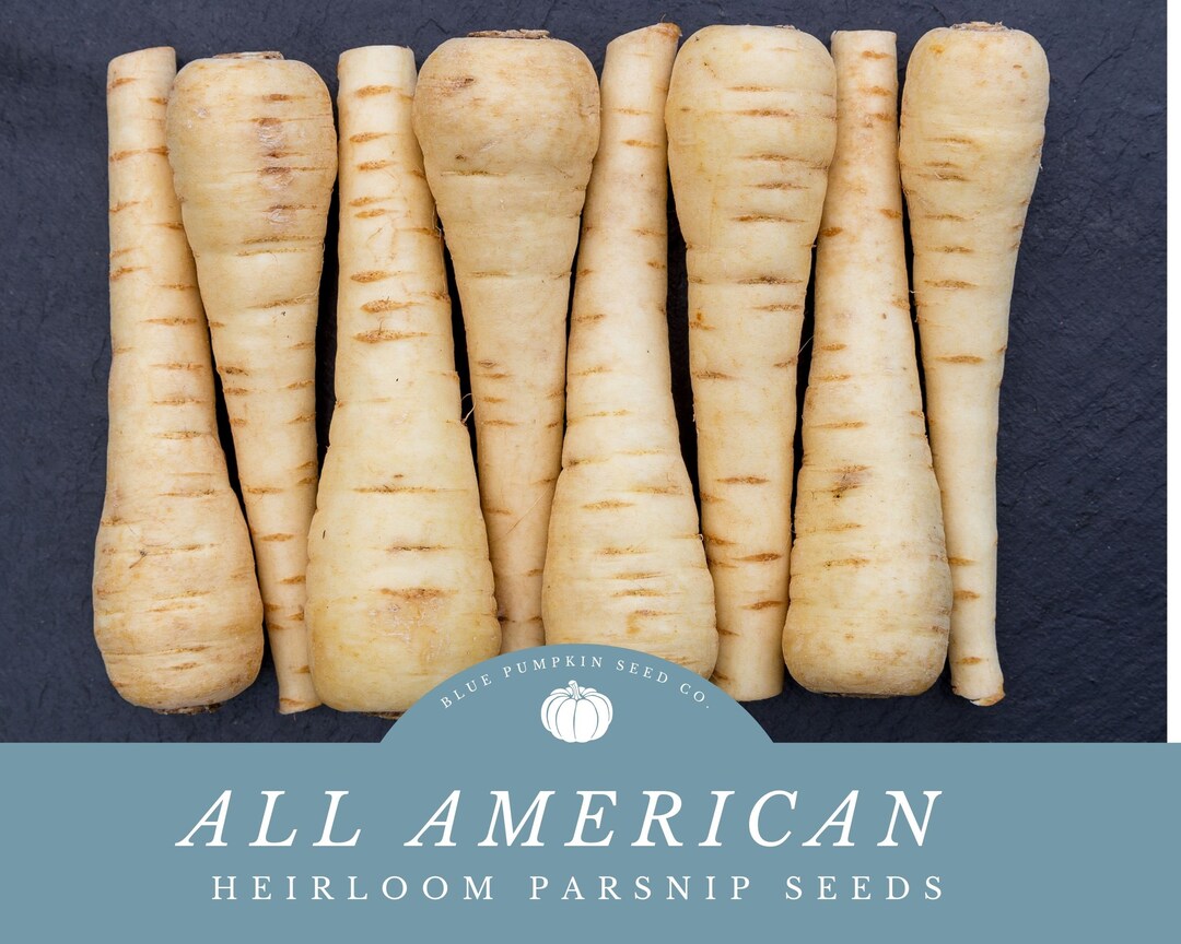 All American Parsnip Heirloom Seeds: From Garden to Gourmet - Rich and ...