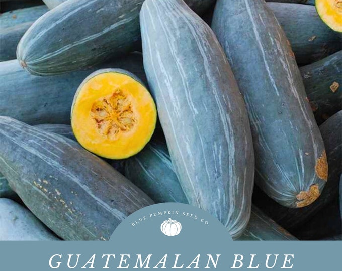 Guatemalan Blue Winter Squash rare/heirloom/c.maxima: Rare Heirloom ...