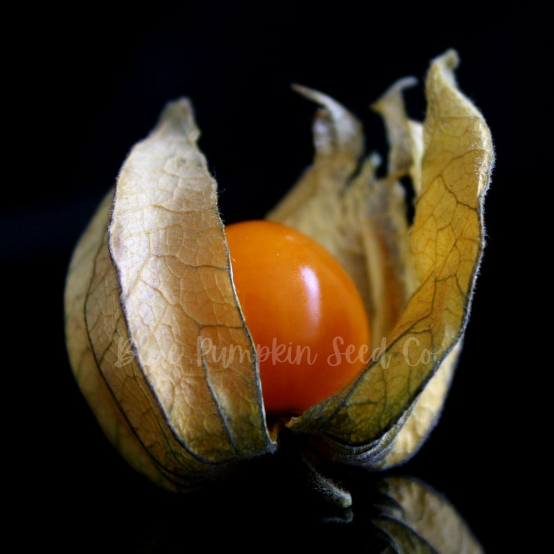Pineapple Ground Cherry (heirloom) : Ground Cherry, Inca Berry, Golden ...