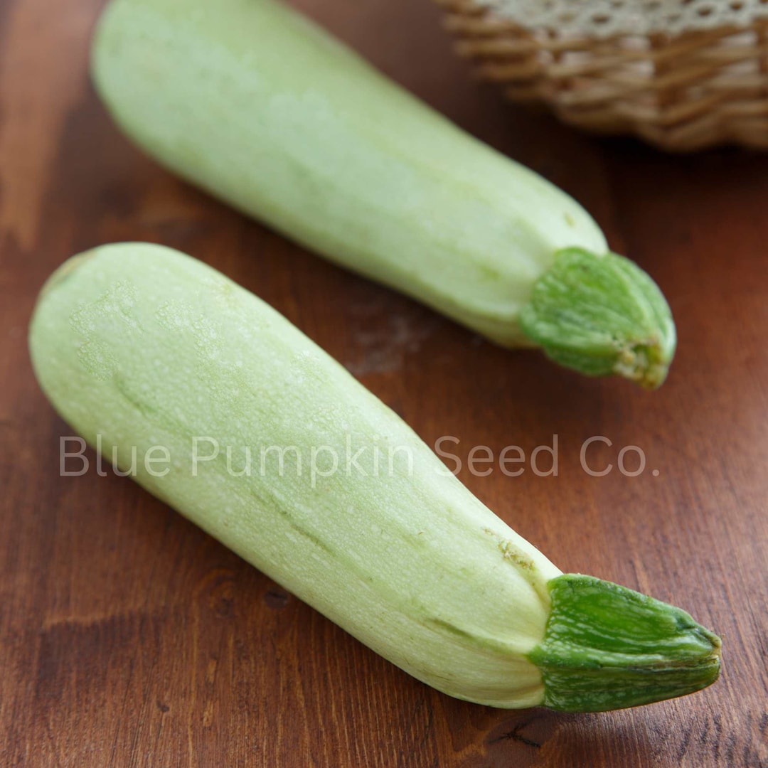 White Marrow Bush Summer Squash c.pepo / OP Seeds: Vegetable - Etsy