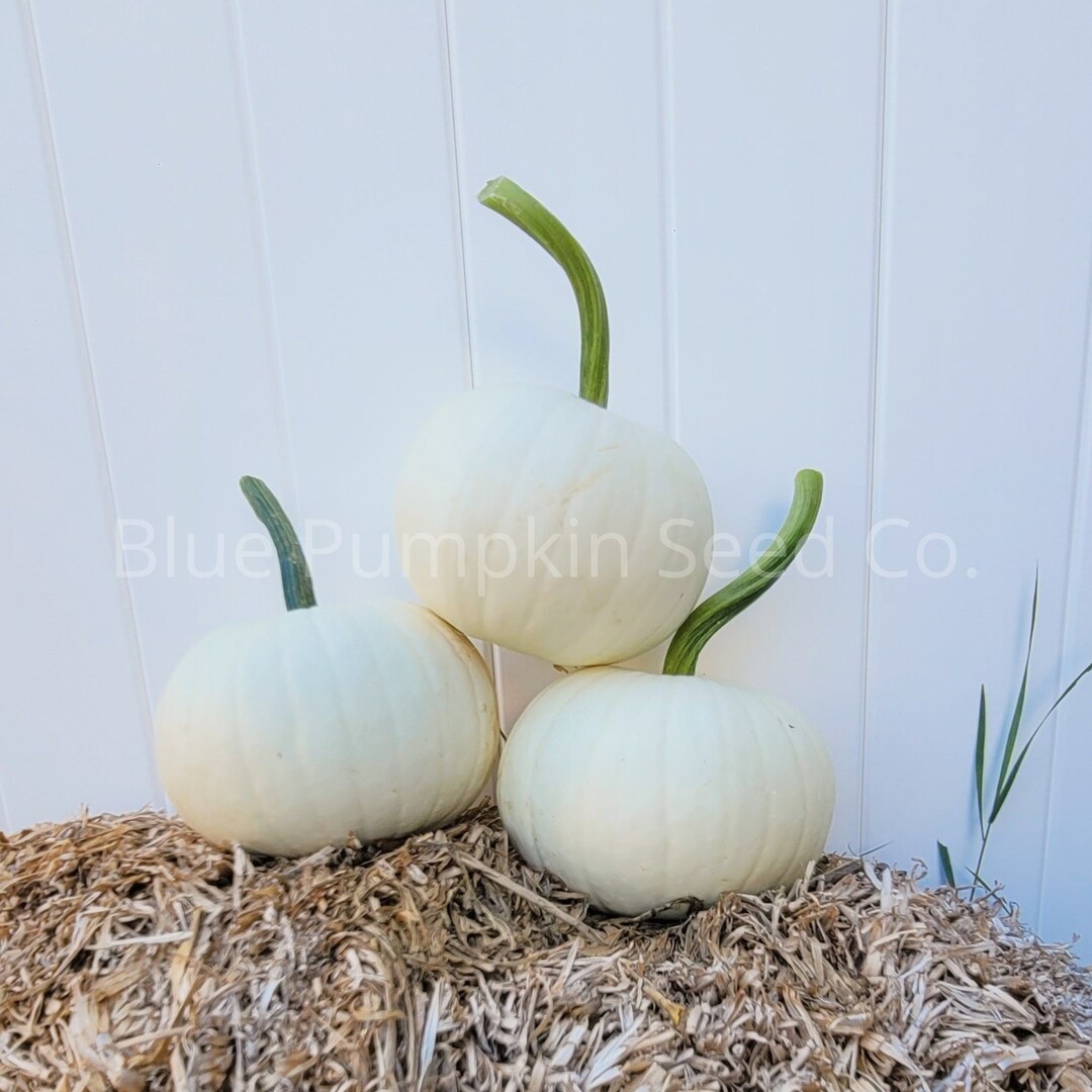 Snowball Pumpkin f1/c.maxima/pm Seeds: White Pumpkin, Medium Sized ...