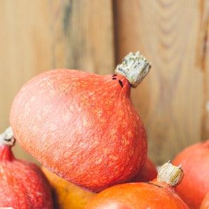 Uchiki Kuri Squash (heirloom/organic/c.maxima) Seeds: Hokkhido Squash ...