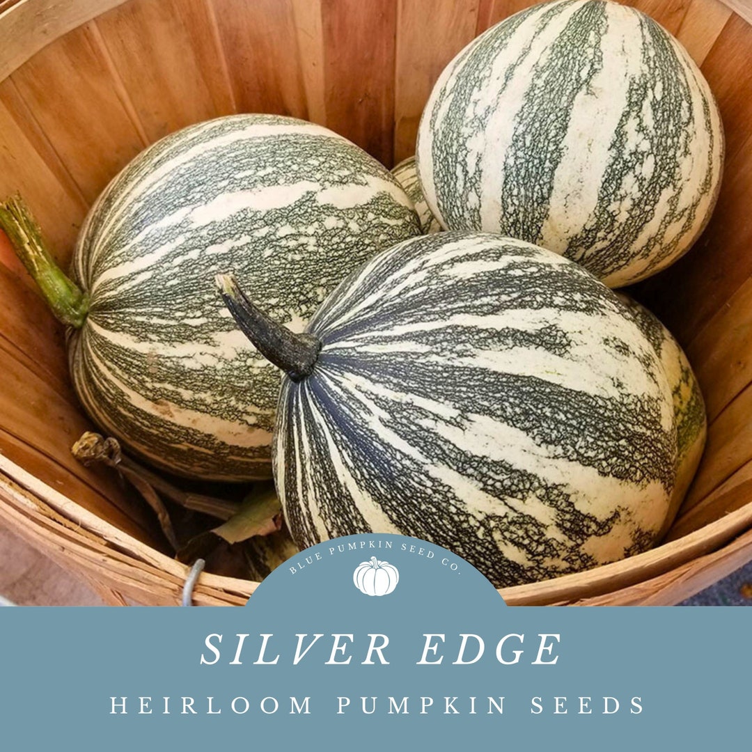 Silver Edge (heirloom/c.mixta) Seeds: Heirloom Squash, Cushaw Pumpkin ...