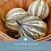 Silver Edge (heirloom/c.mixta) Seeds: Heirloom Squash, Cushaw Pumpkin ...