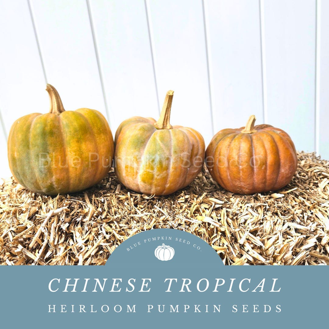 Chinese Tropical Pumpkins - Grow Rare Heat Tolerant Pumpkins - Savor ...