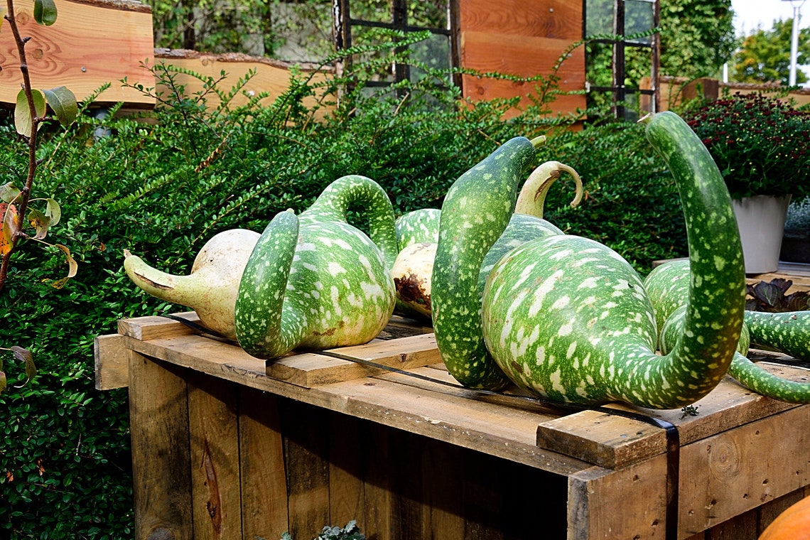 Speckled Swan Gourd Seeds: Green Gourd, Swan Gourd, Green and White ...