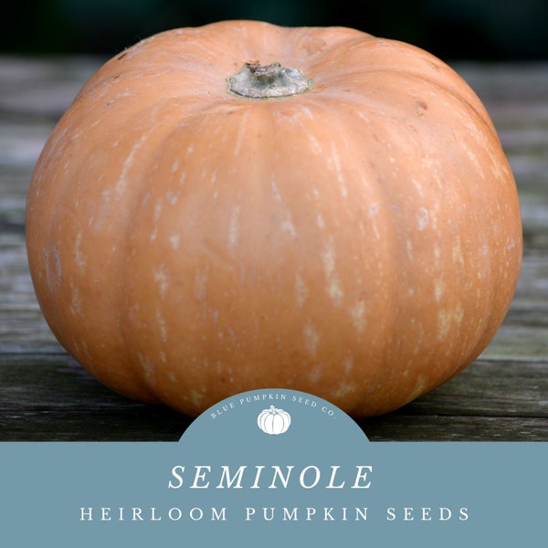 Cherokee Tan Pumpkin Seeds - Etsy