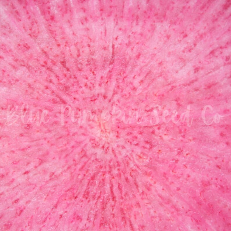 Watermelon Radish: Shinrimei Misato Asian Red Meat Xin Li - Etsy