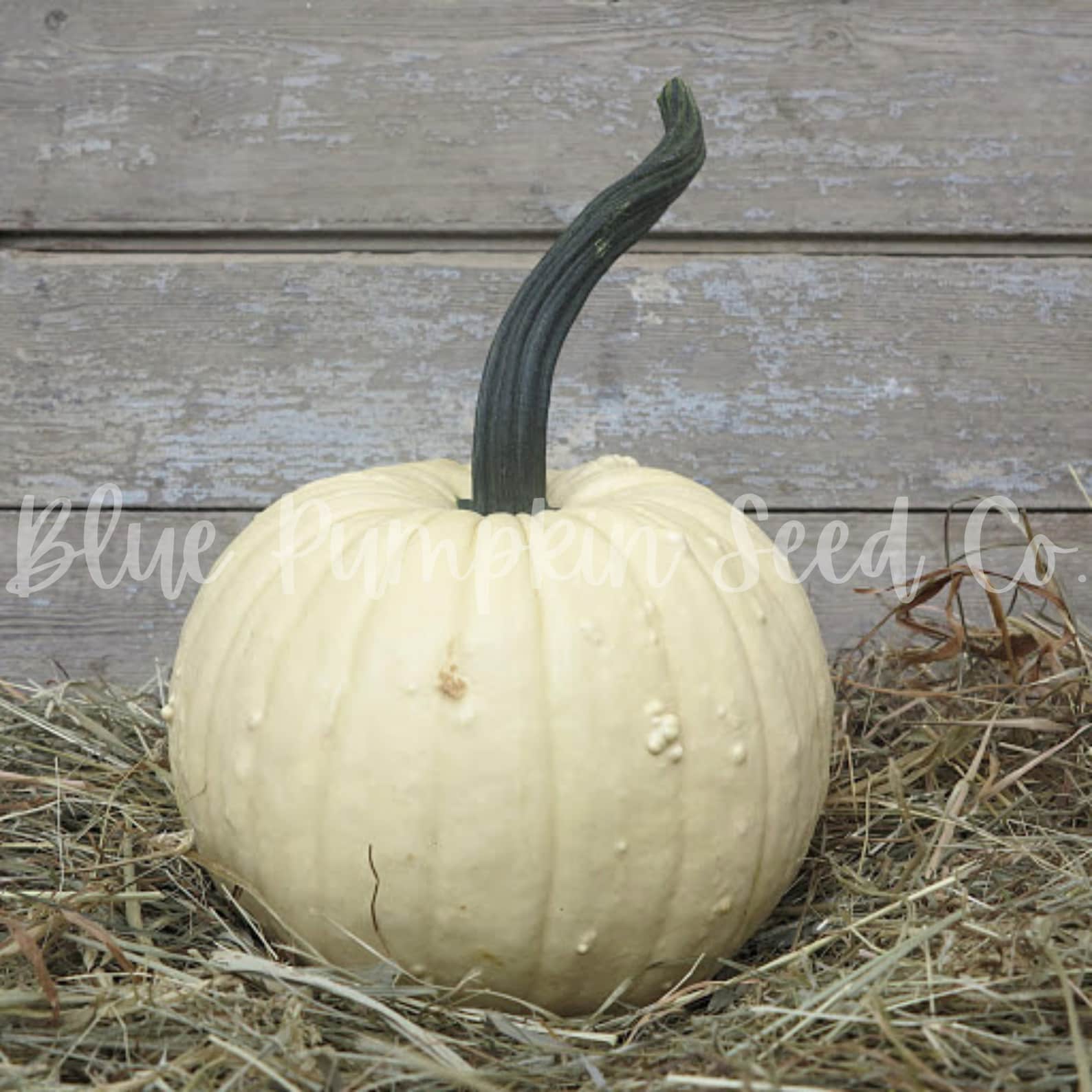 Specter Pumpkin Seeds (f1/pm/c.pepo): Cream Pumpkin, Bumpy Pumpkin ...