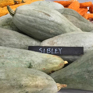 Sibley Squash (heirloom/c.maxima) Seeds: Pike's Peak Squash, Blue ...