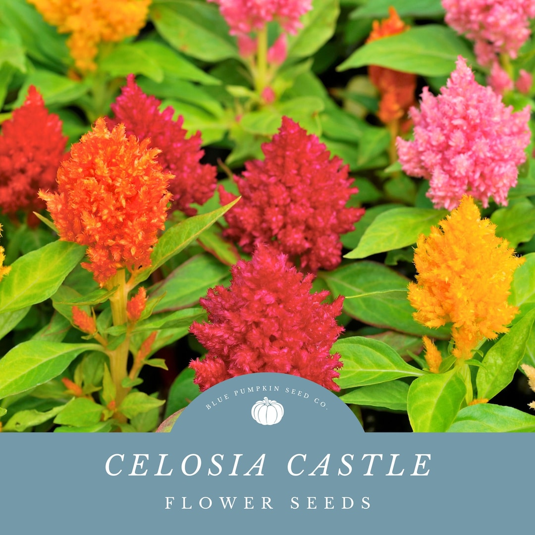 Celosia Castle Seed Mix With Scarlet, Pink, Yellow, and Orange Blooms ...