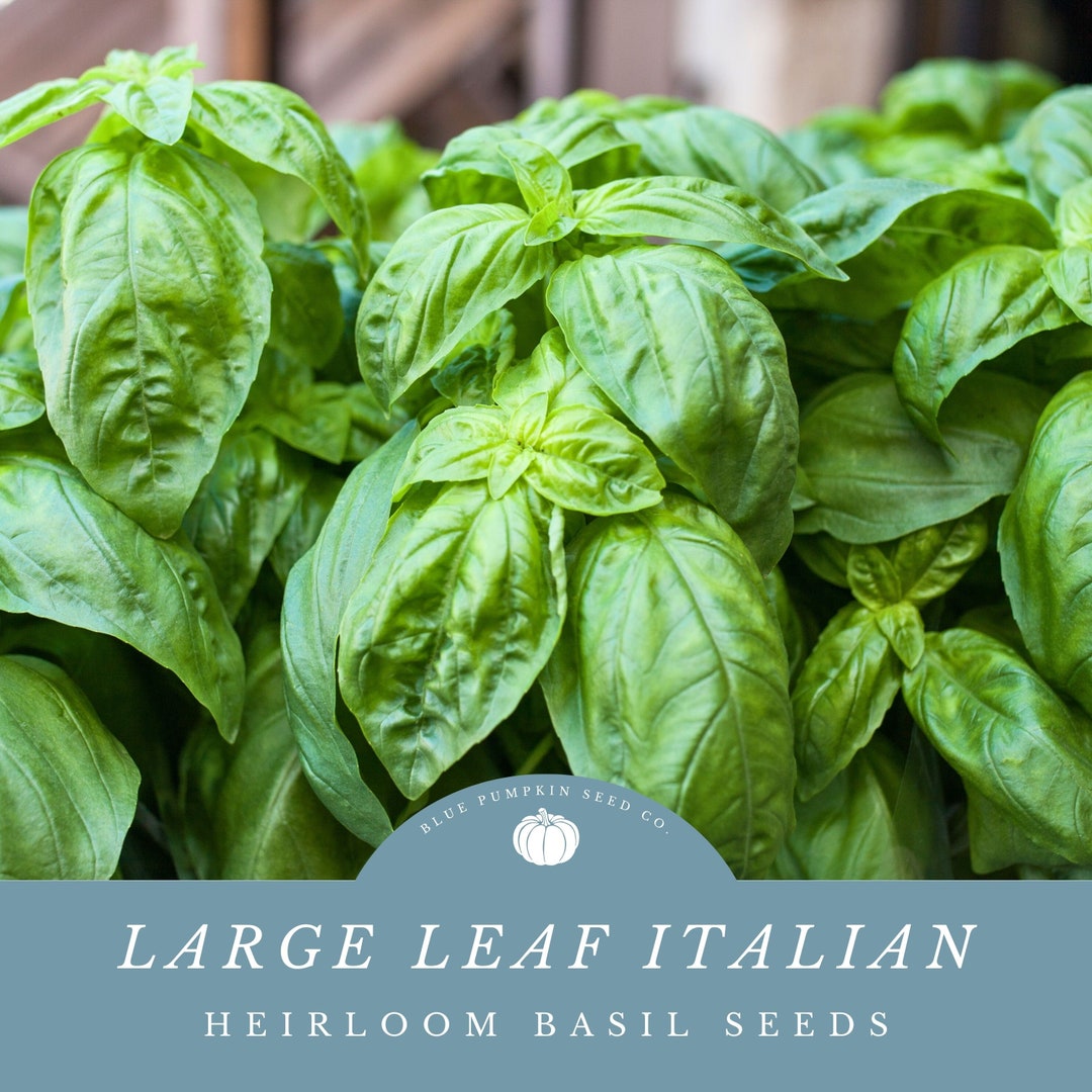 Large Leaf Italian Basil heirloom: Extra Large Basil, Sweet Basil ...