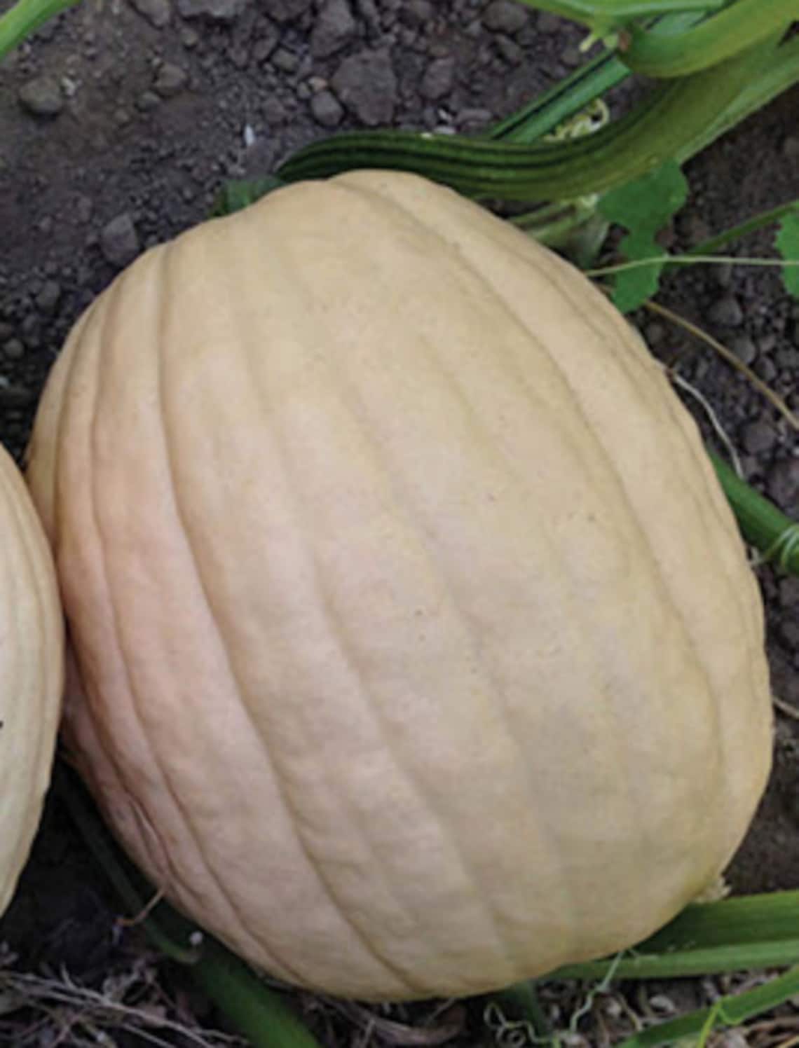 Tandy Pumpkin f1/c.pepo Seeds: Gumdrop Pumpkin Tan Pumpkin - Etsy