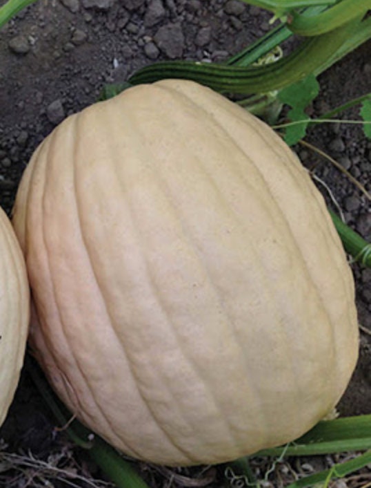 Tandy Pumpkin (f1/c.pepo) Seeds: Gumdrop Pumpkin, Tan Pumpkin, Large ...