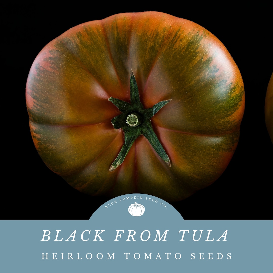 Black From Tula Tomato Seeds: Grow Sweet and Smoky Heirloom Tomatoes ...