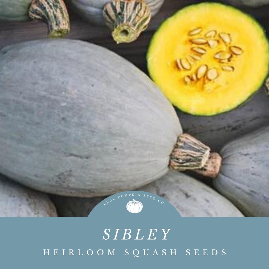 Sibley Squash (heirloom/c.maxima) Seeds: Pike's Peak Squash, Blue ...