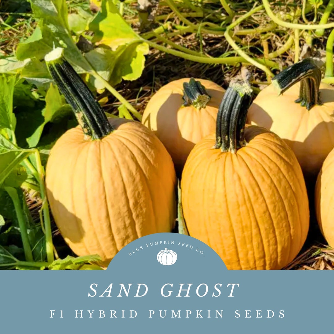 The Sand Ghost F1 Pumpkin - Elegant Desert Sands Inspired Tan Color and ...