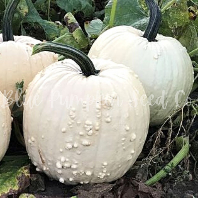Specter Pumpkin Seeds (f1/pm/c.pepo): Cream Pumpkin, Bumpy Pumpkin ...