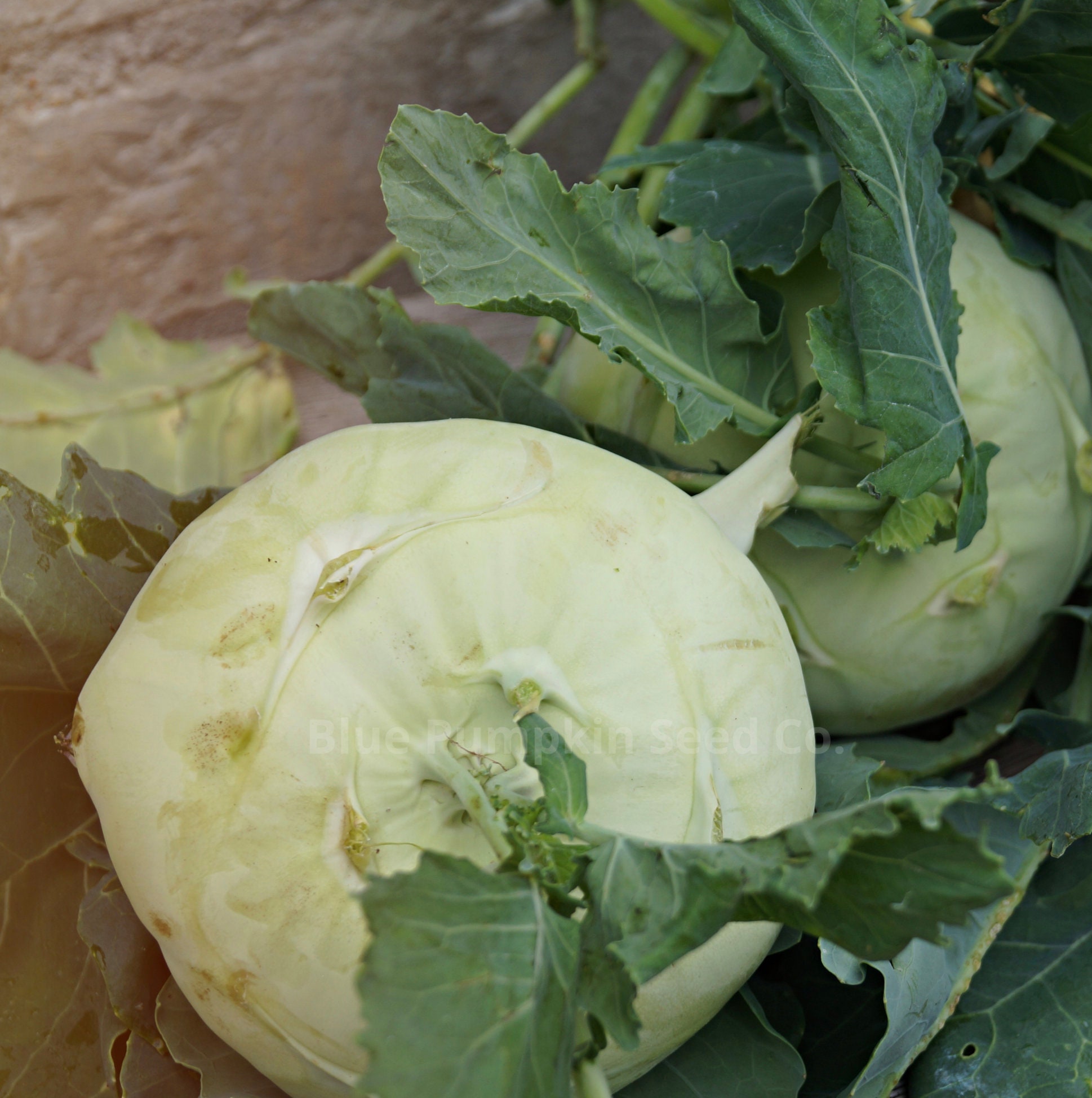 Superschmelz Kohlrabi Seeds: Giant White Kohlrabi German - Etsy