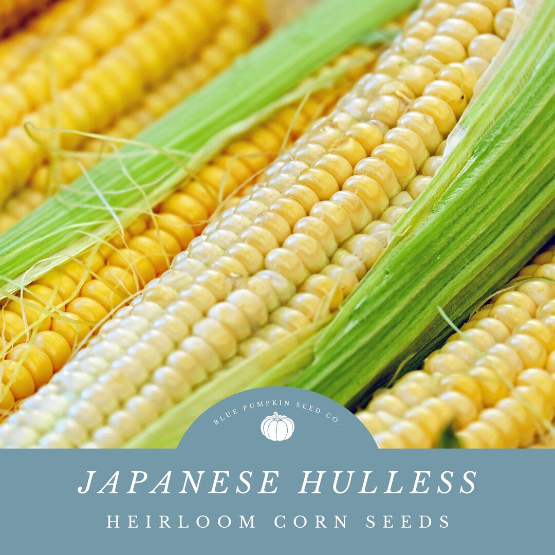 Japanese Hulless Corn Seeds: Grow Sweet Japanese Heirloom Corn Without ...