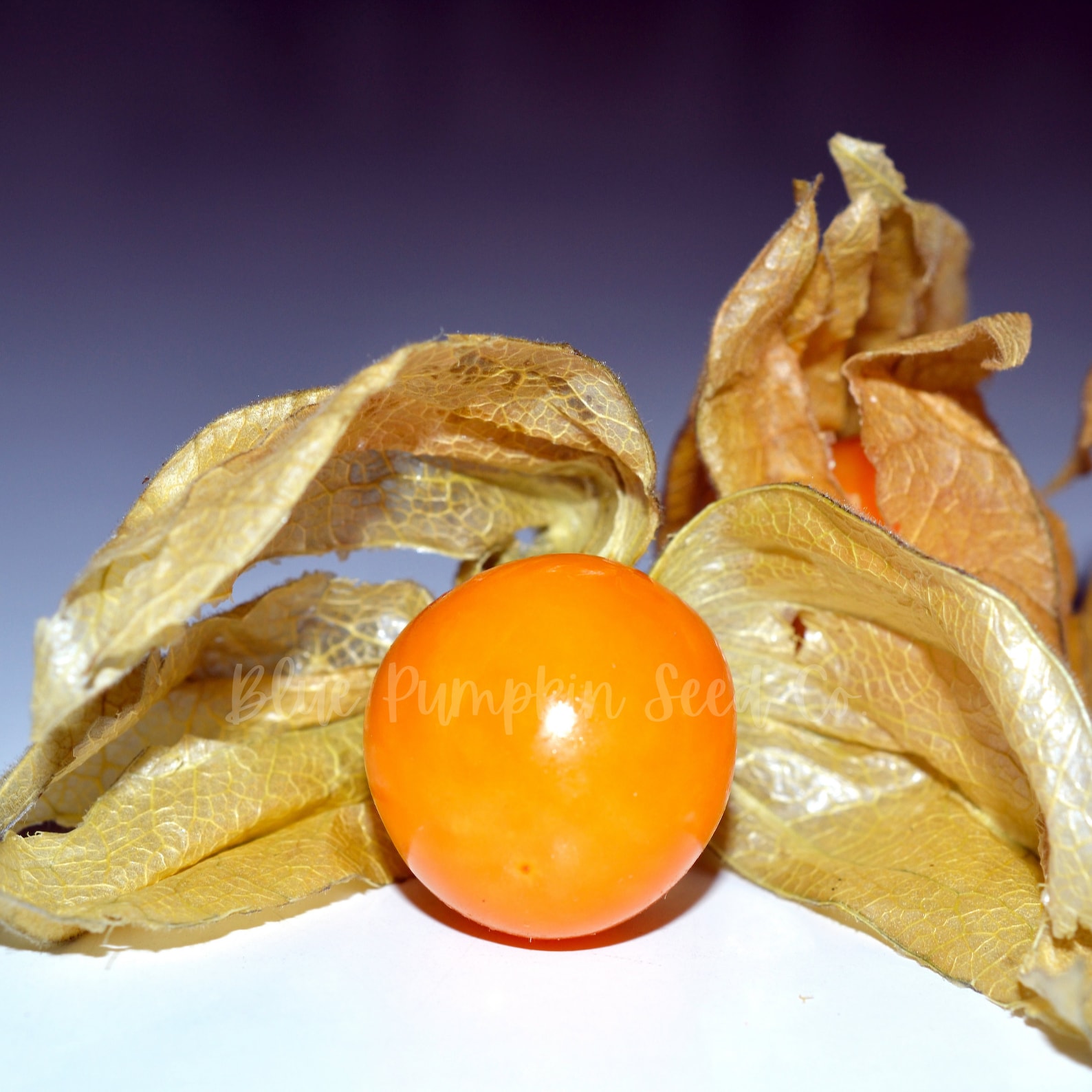 Pineapple Ground Cherry (heirloom) : Ground Cherry, Inca Berry, Golden ...