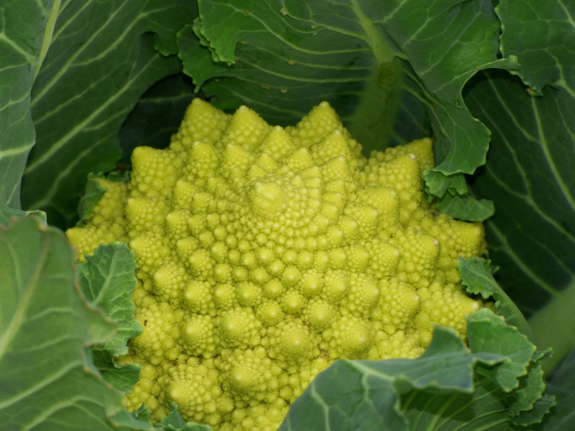 Broccoli Flower
