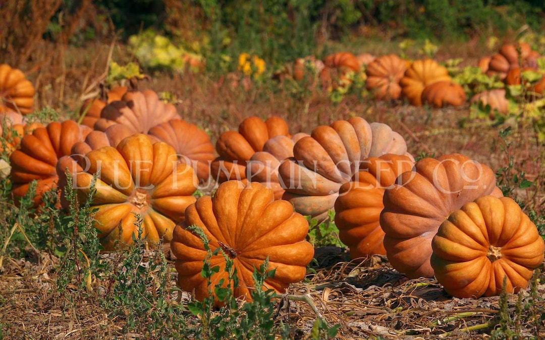 Musquee De Provence heirloom/c.moschata Seeds: Fairytale - Etsy