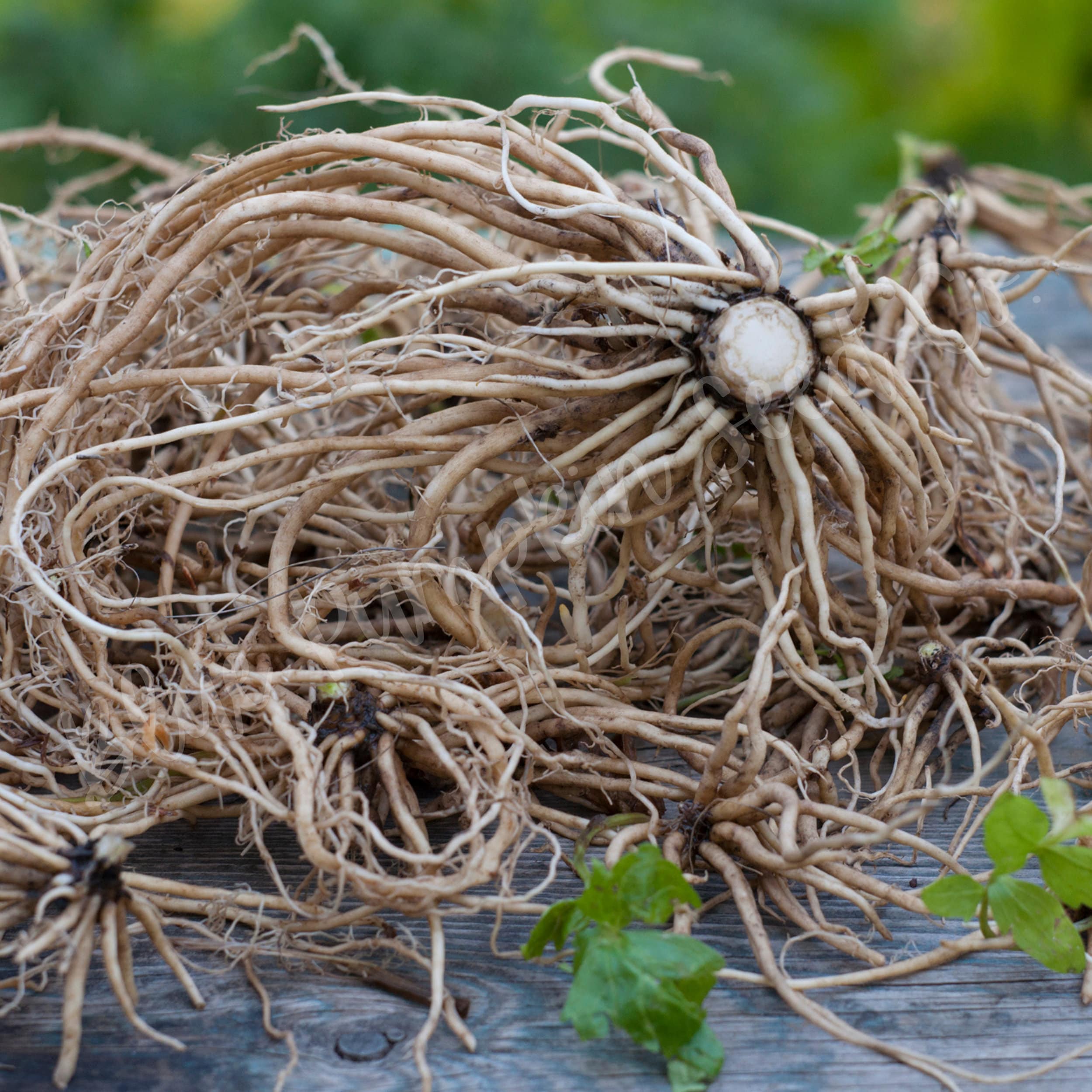 Valerian Seeds: Sleepy Plant, Valerian Root, Setwall, Baldrianwurzel ...