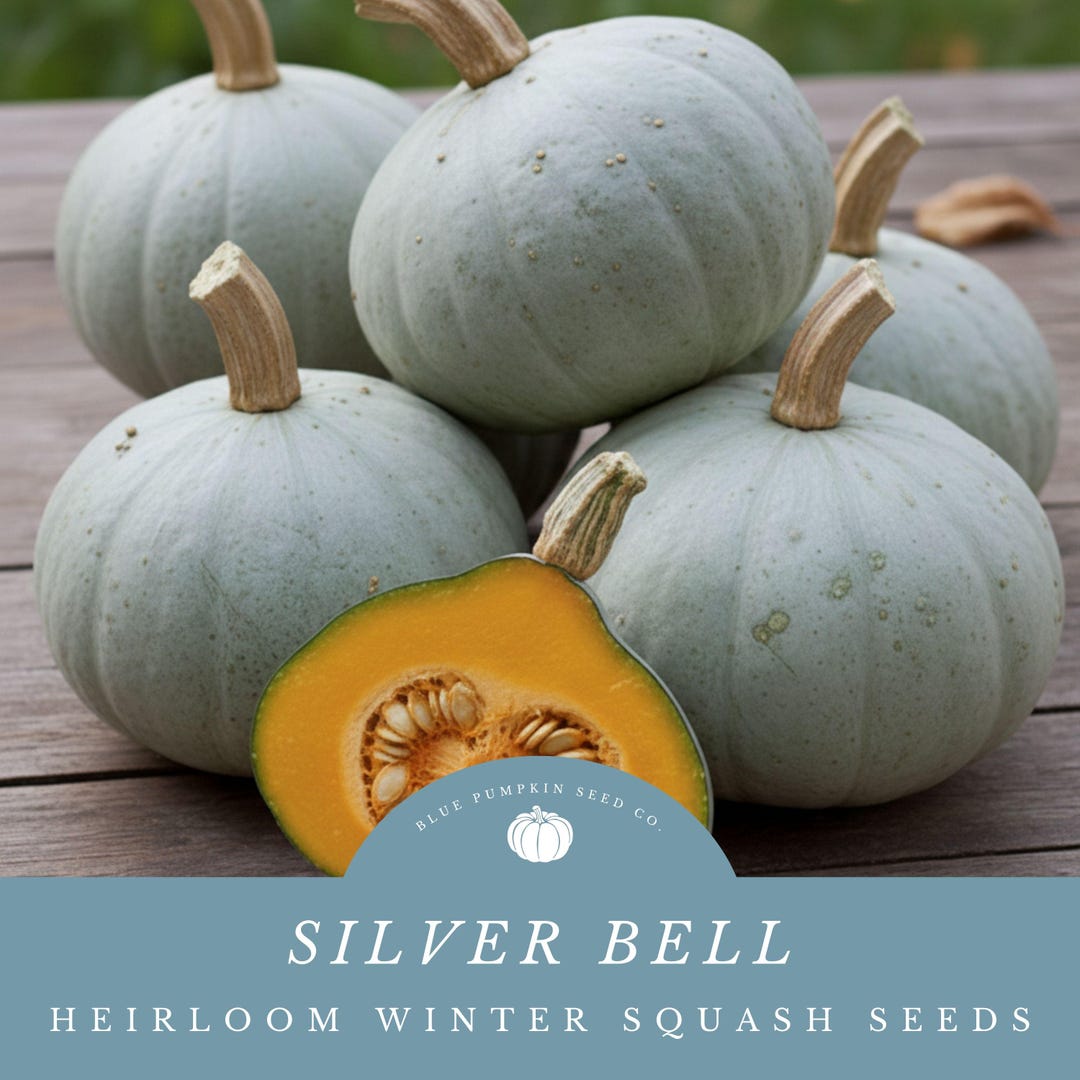 Silver Bell Winter Squash Seeds: - Etsy