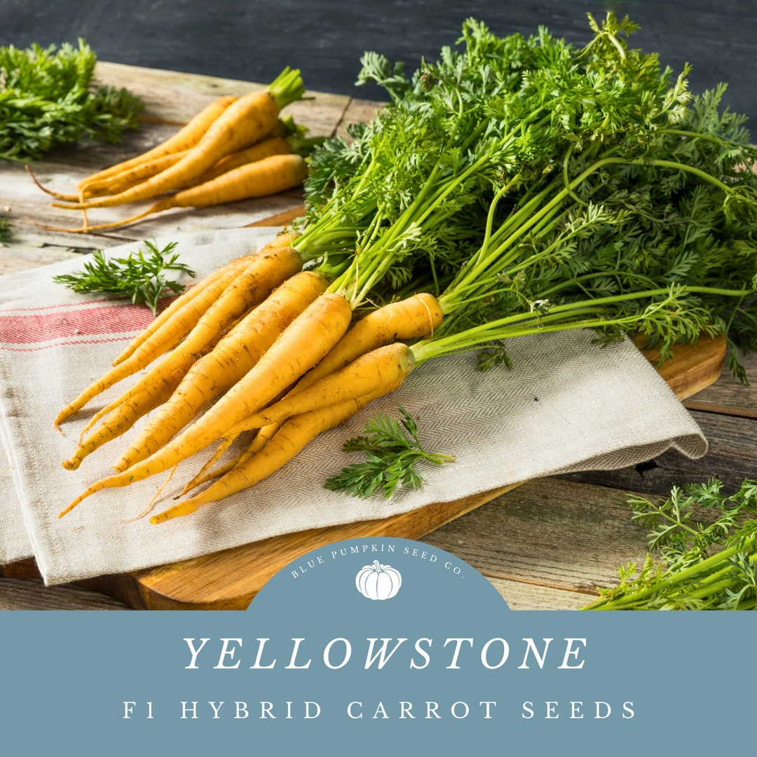 Yellowstone Carrots F1 Hybrid: Yellow Carrots, Imperator Carrot, Carrot ...