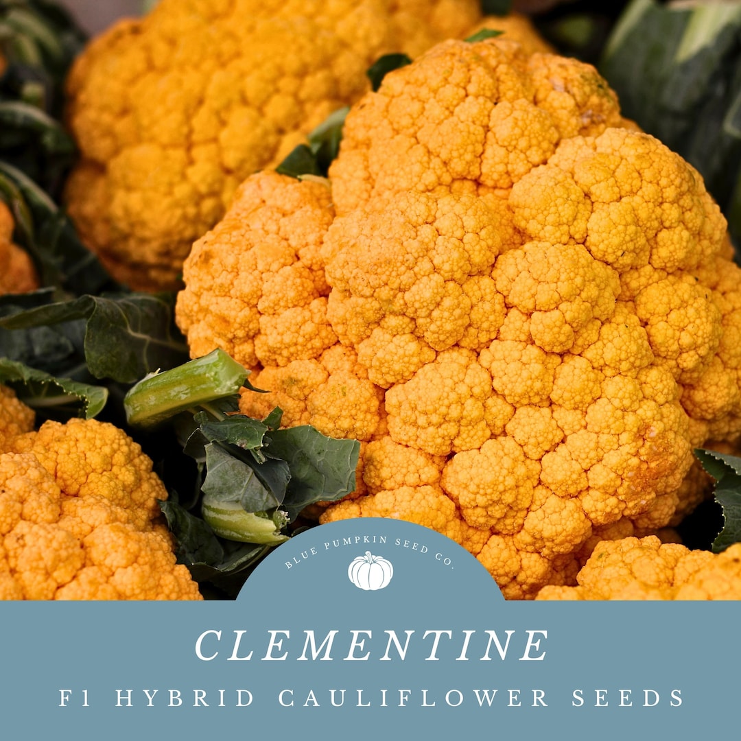 Clementine Cauliflower Seeds - Grow Delicious Orange Cauliflower - Heat ...
