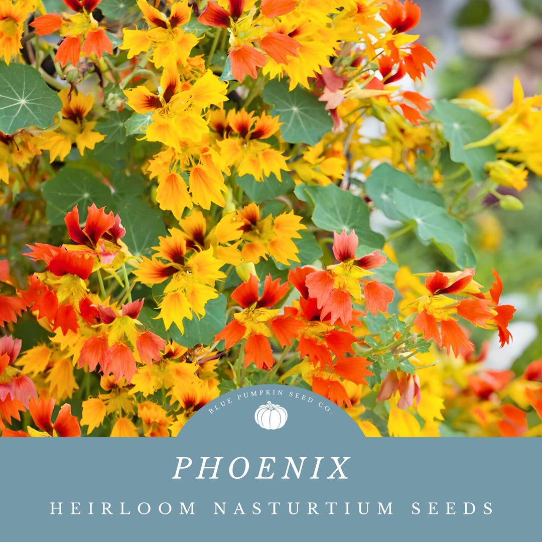 Phoenix Nasturtium Seeds : Heirloom Variety With Fiery Blooms! - Etsy