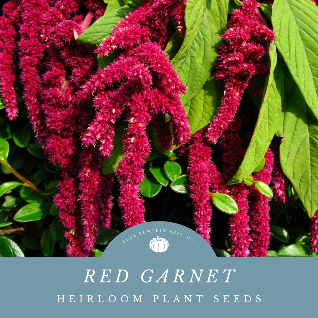 Red Amaranth Seeds: Grow Edible Grain Filled Amaranth Blooms- Edible ...