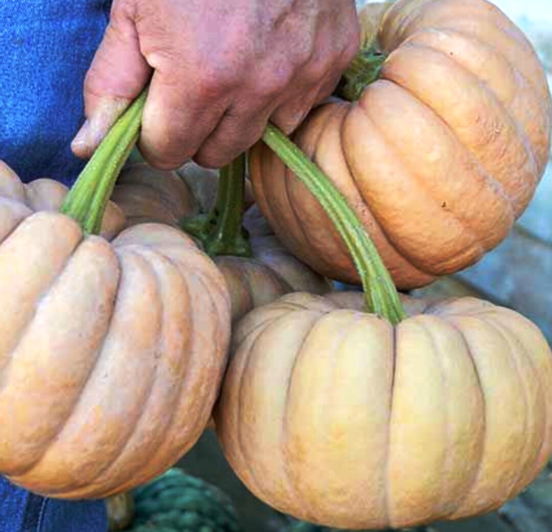 Kikuza Pumpkin organic/ Rare Heirloom/c.moschata Seeds: Maschata ...