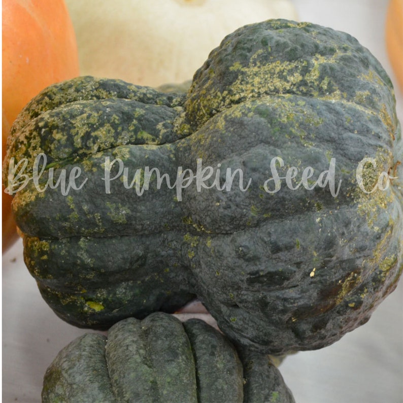 Shishigatani Pumpkin heirloom/c.moschataseeds: Toonas - Etsy