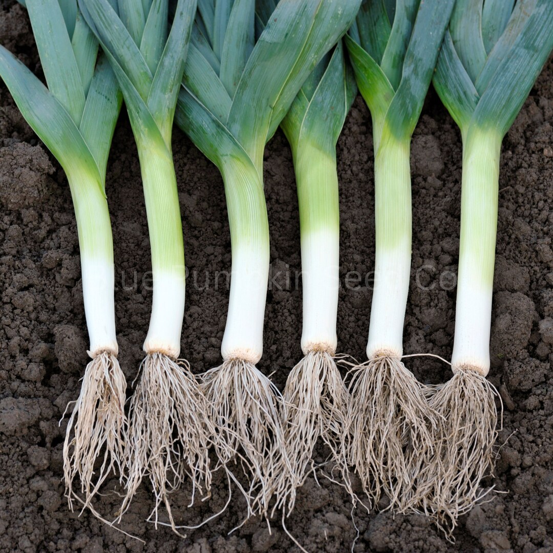 King Richard Leek certified Organic by Mofga/heirloom Seeds: - Etsy