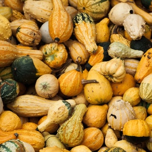 Mini Gourd (heirloom Mix/ C.pepo) Seed Mix: Fall Seed Mix, Gourd Seeds ...