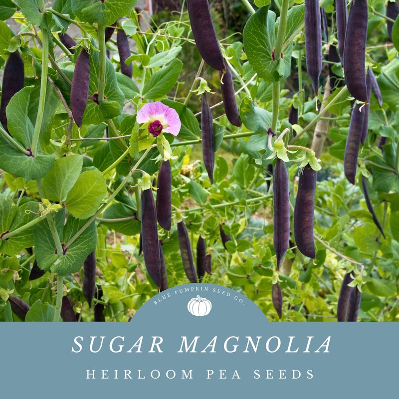 Magnolia Snow Will - Etsy