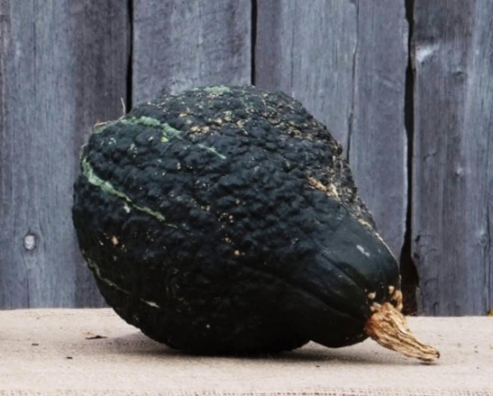 Green Hubbard Squash
