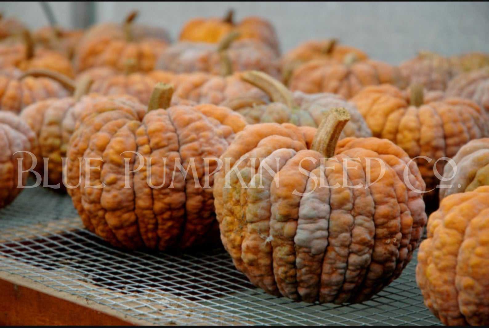 Black Futsu Pumpkin Seeds: Rare Japanese Heirloom, Delicious Nutty ...