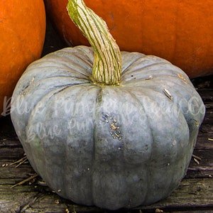 Jade Knight Pumpkin Seeds (f1/pm/zymv/c.maschata): Jade Pumpkin, Green ...